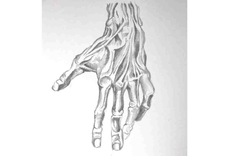 How To Practice Drawing Anatomy: The Essential Guide – Improve Drawing