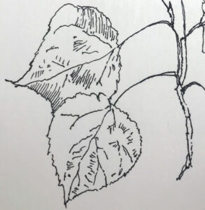 How to Draw a Tree Branch with Leaves - Improve Drawing