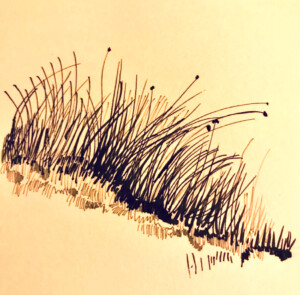Drawing Grass with Pen and Ink - Improve Drawing