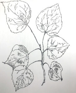How to Draw a Tree Branch with Leaves - Improve Drawing