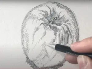 How to Draw an Apple Step by Step – Improve Drawing