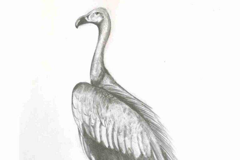 How to Draw a Vulture – Improve Drawing