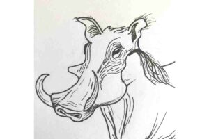 How to Draw a Warthog - Improve Drawing