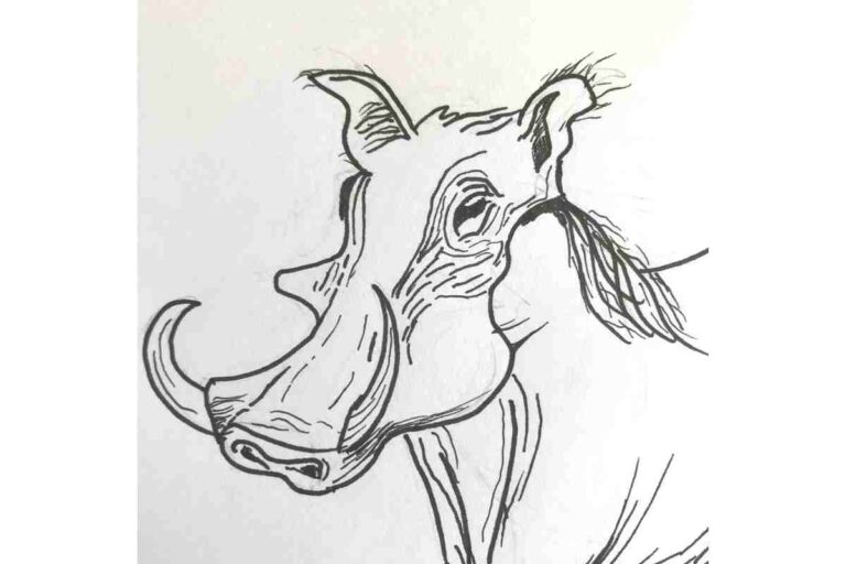 How to Draw a Warthog - Improve Drawing