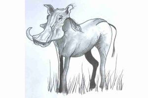 How to Draw a Warthog - Improve Drawing