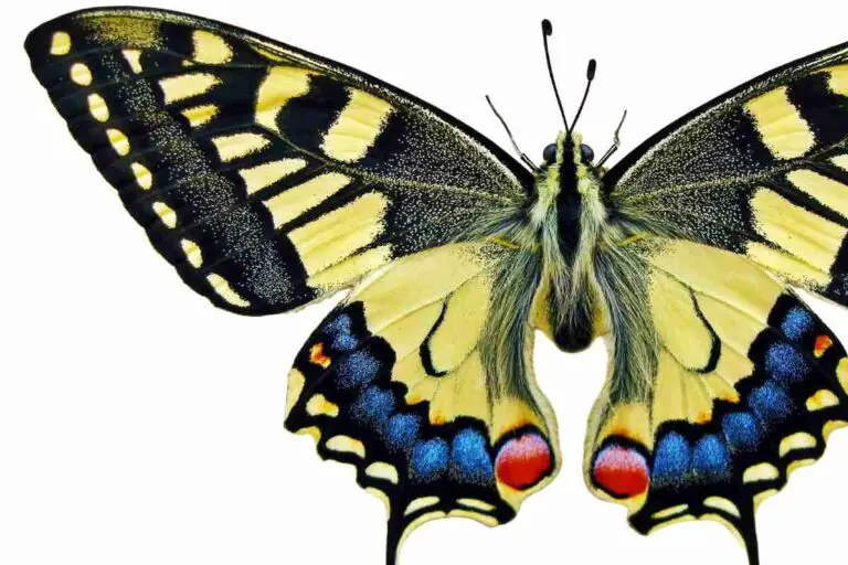 Butterfly Line Drawing: A Step-by-Step Guide - Improve Drawing